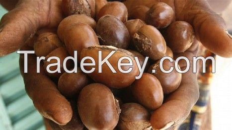 SHEA NUTS By shebag holdings ltd, Nigeria