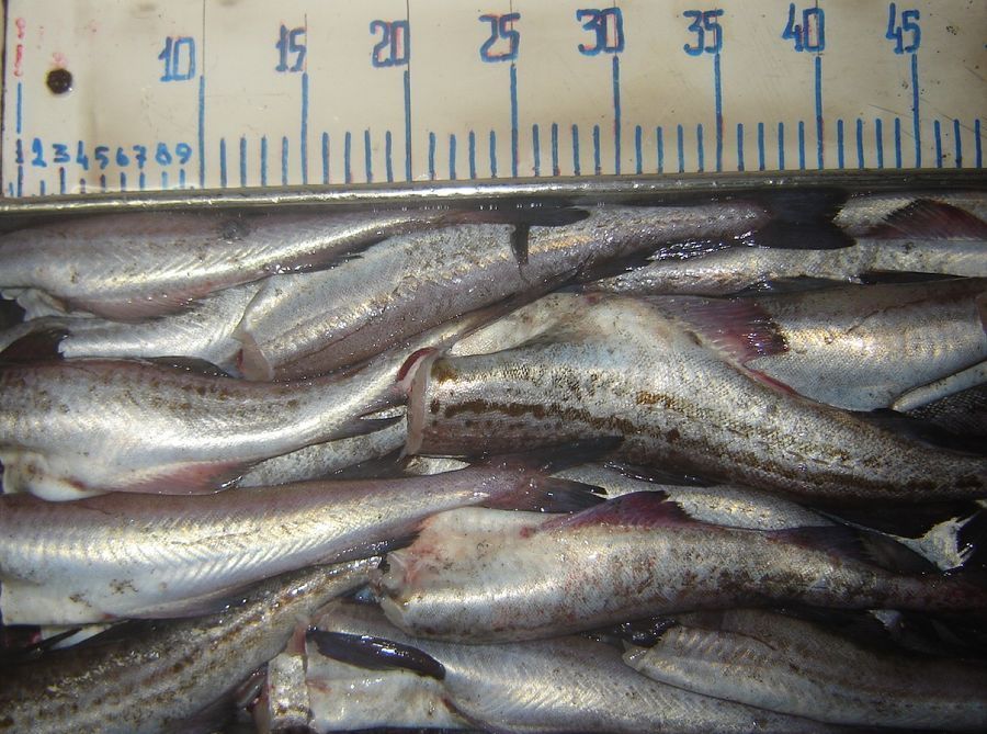 pollockfish-千图网