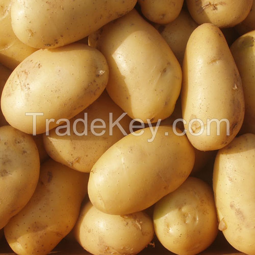 Organic Farm fresh potato in Fresh Potato for Sale By GNL WORLD TRADING ...