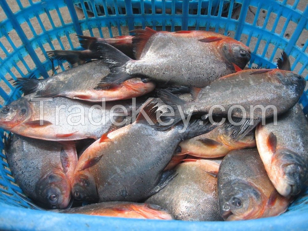 red pomfret fish By SENECA STOCK DELIVERY, South Africa