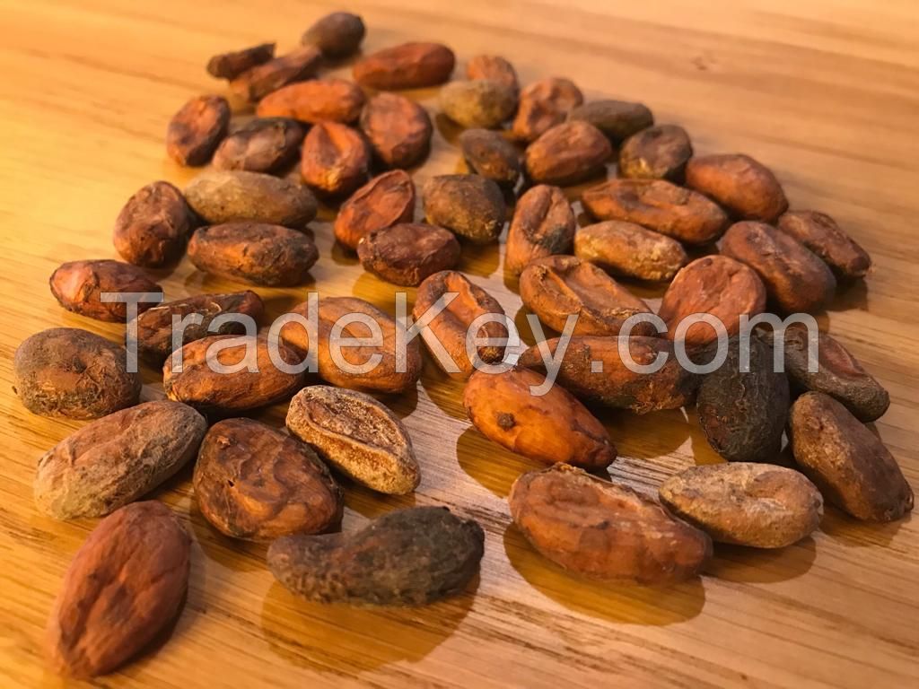 Dried cocoa beans raw By NOBEX EXPORT, Turkey