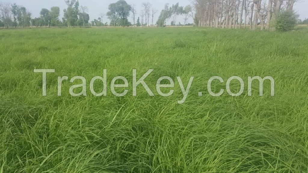 Rhodes grass By New Target General Trading LLC, UAE